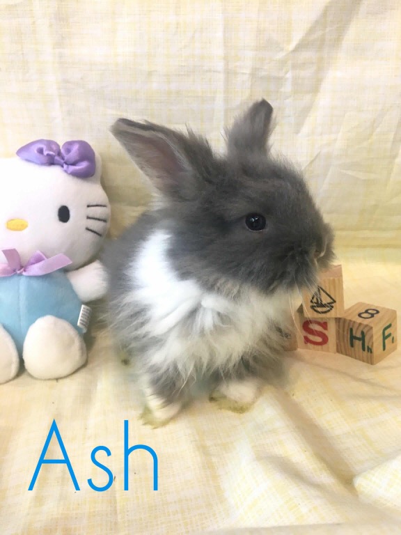 Adoptable bunnies at Rabbit Rescue Shelter
