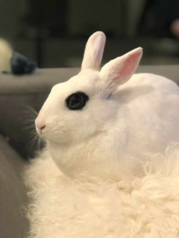 Adoptable bunnies at Rabbit Rescue Shelter