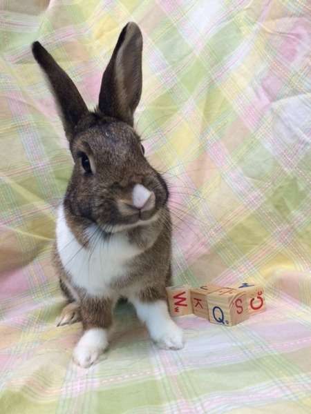 Adoptable bunnies at Rabbit Rescue Shelter