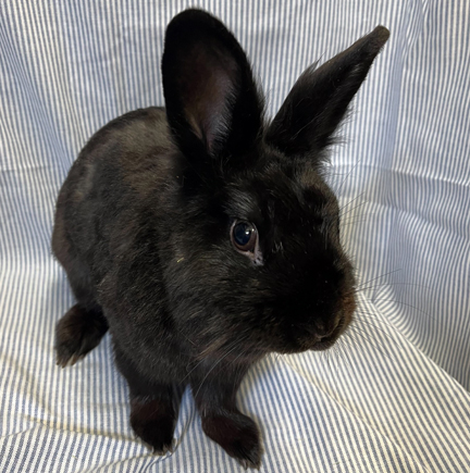 Adoptable bunnies at Rabbit Rescue Shelter