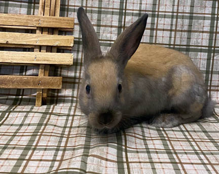 Adoptable bunnies at Rabbit Rescue Shelter