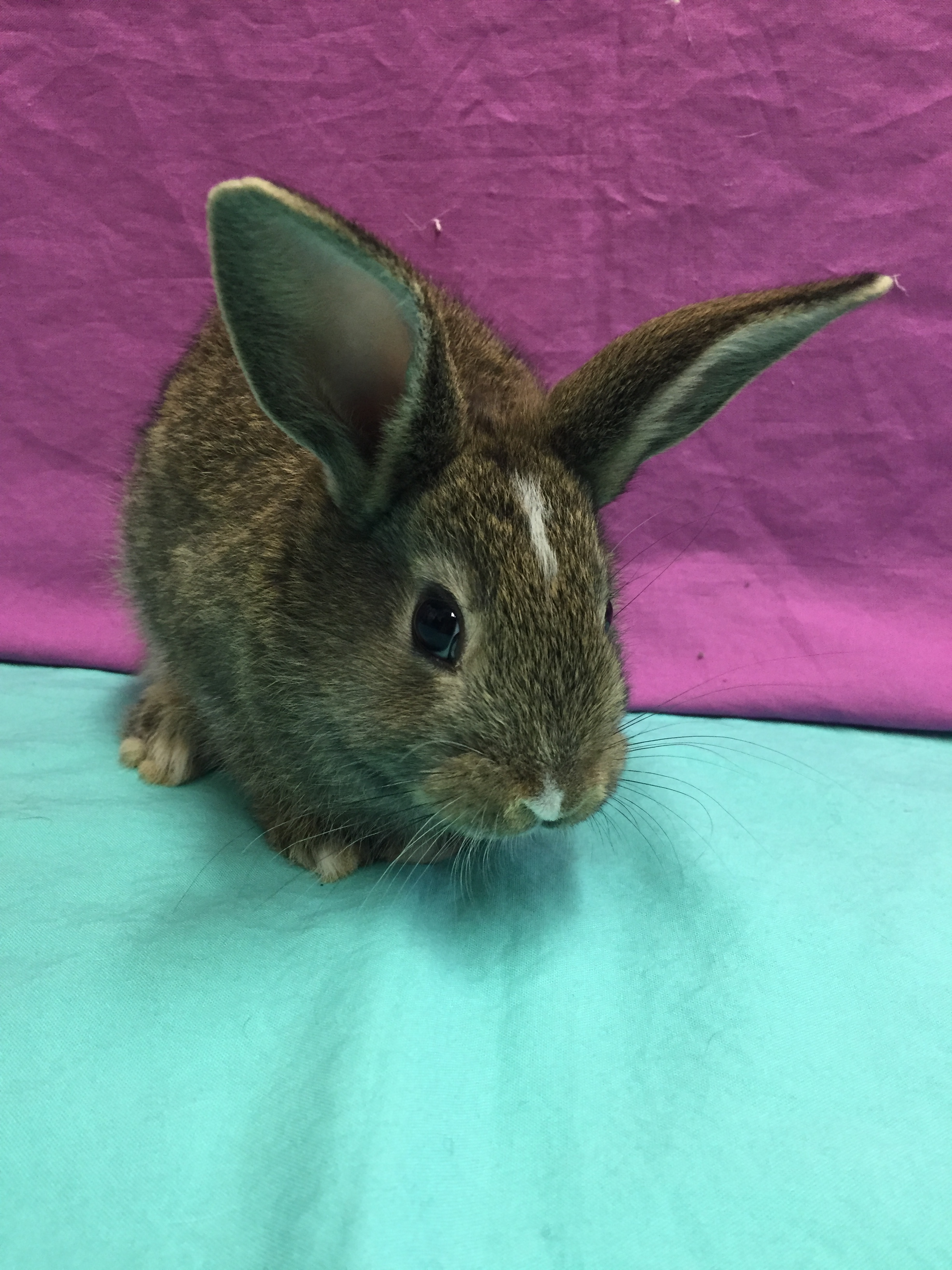 Adoptable bunnies at Rabbit Rescue Shelter