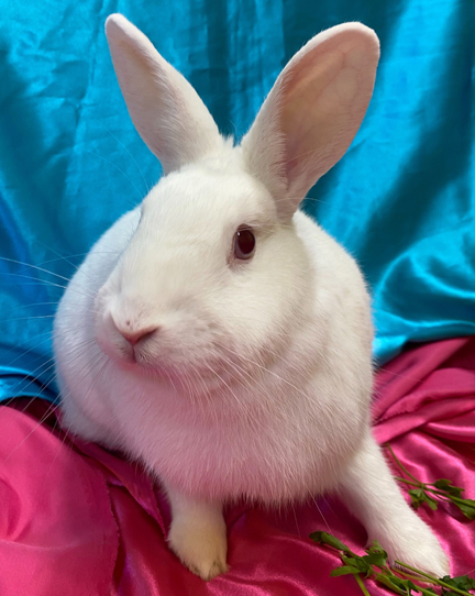 Adoptable bunnies at Rabbit Rescue Shelter