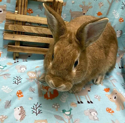 Adoptable bunnies at Rabbit Rescue Shelter