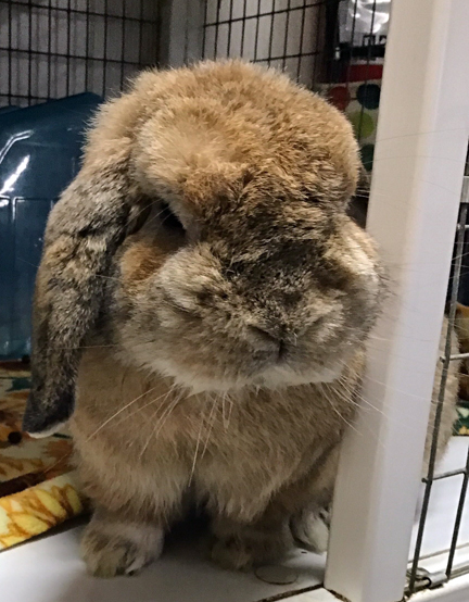 Adoptable bunnies at Rabbit Rescue Shelter