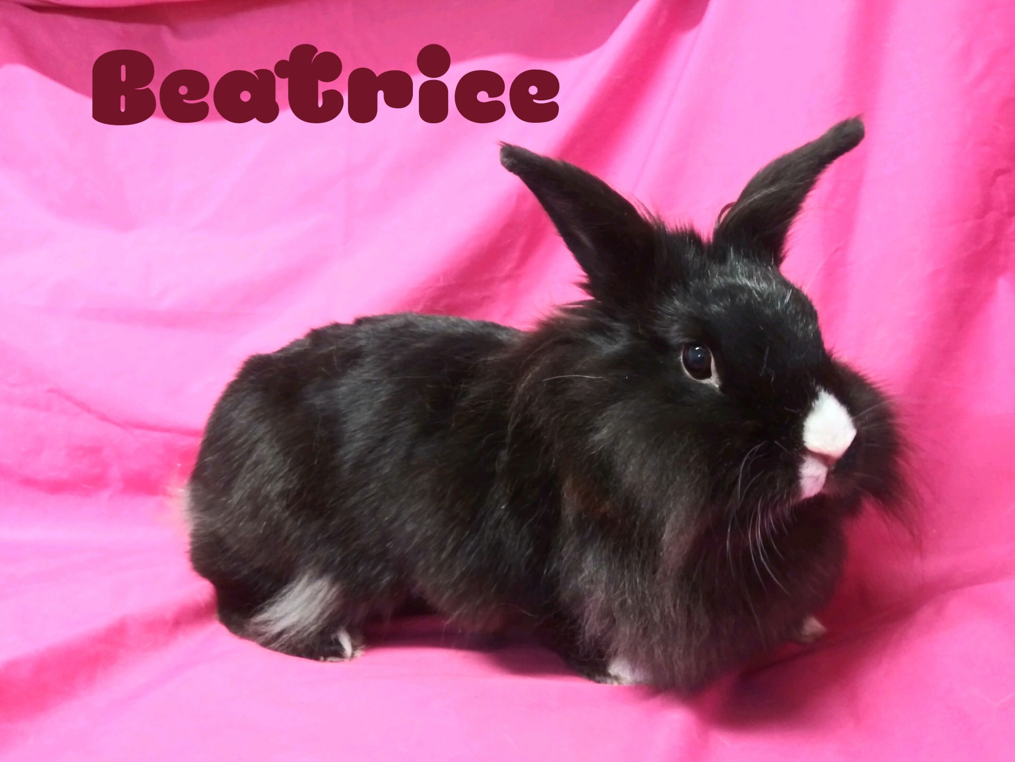 Adoptable bunnies at Rabbit Rescue Shelter