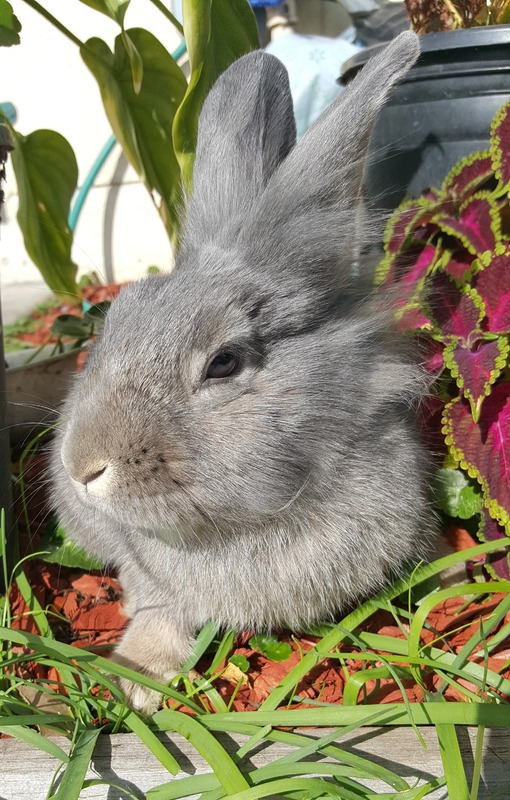 Adoptable bunnies at Rabbit Rescue Shelter