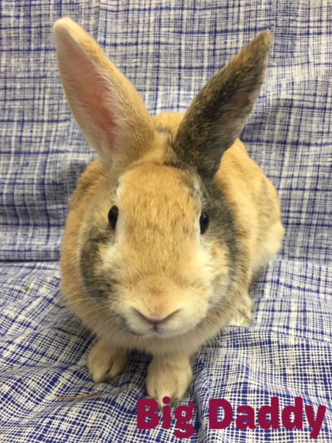 Adoptable bunnies at Rabbit Rescue Shelter