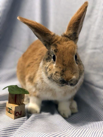 Adoptable bunnies at Rabbit Rescue Shelter