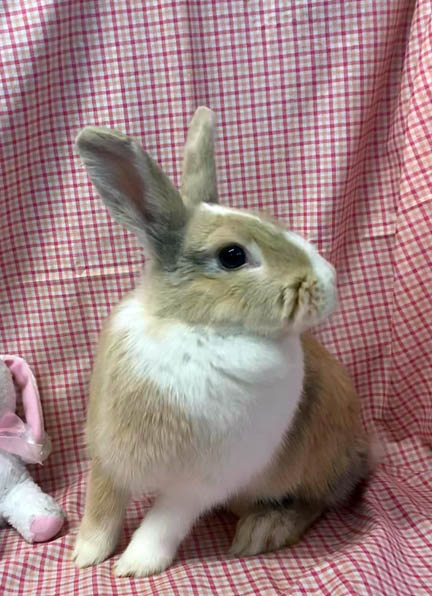 Adoptable bunnies at Rabbit Rescue Shelter