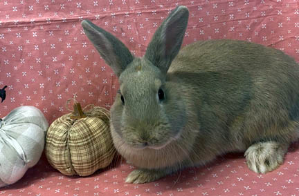 Adoptable bunnies at Rabbit Rescue Shelter