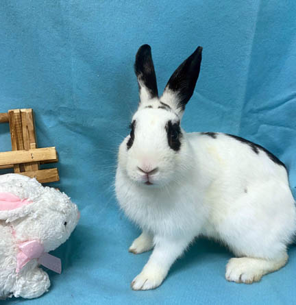 Adoptable bunnies at Rabbit Rescue Shelter