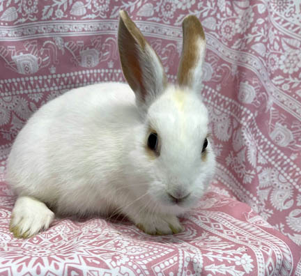 Adoptable bunnies at Rabbit Rescue Shelter