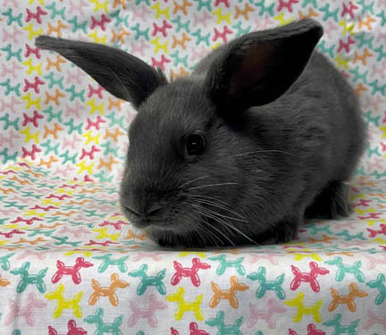 Adoptable bunnies at Rabbit Rescue Shelter