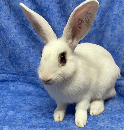 Adoptable bunnies at Rabbit Rescue Shelter