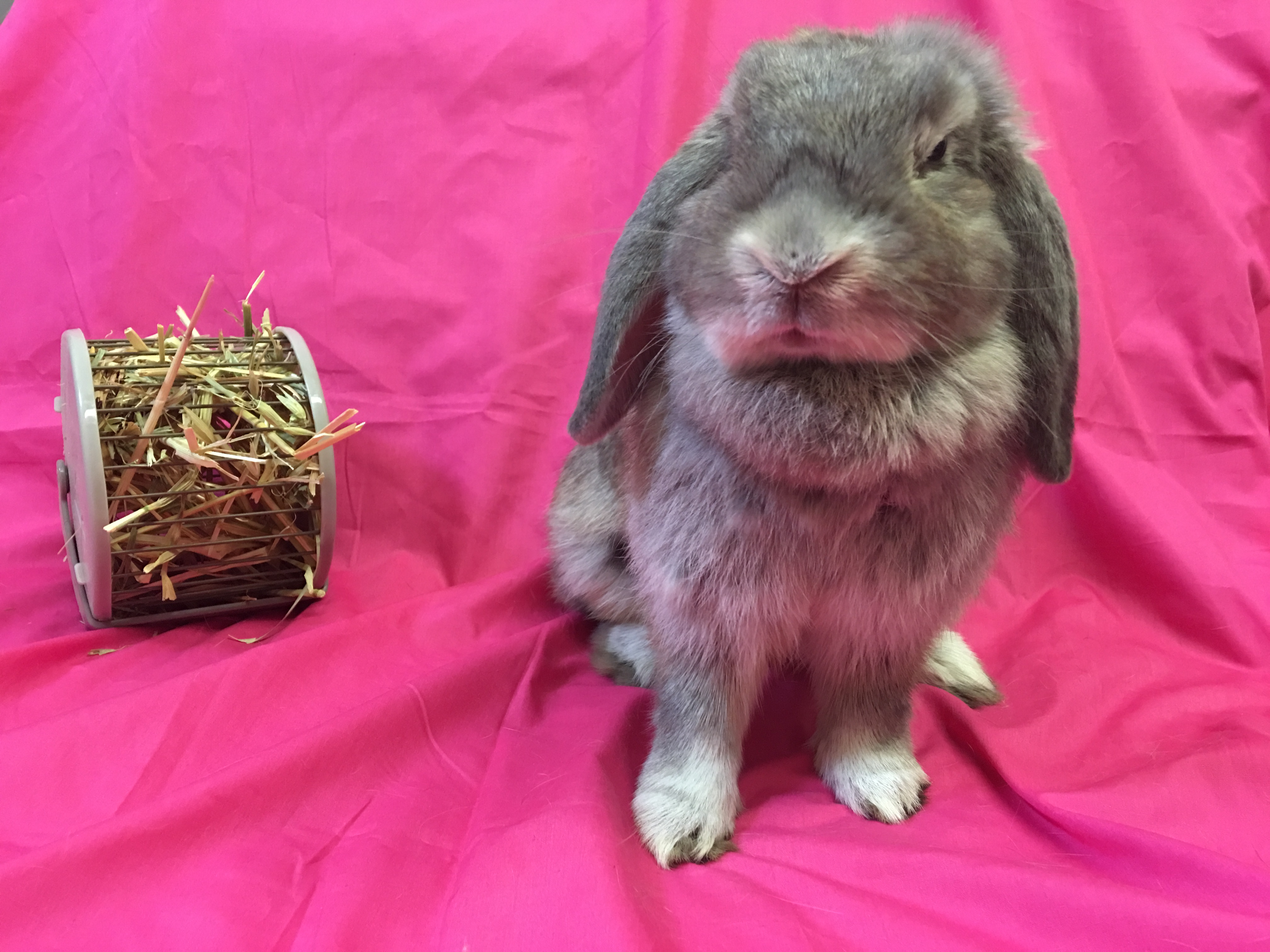 Adoptable bunnies at Rabbit Rescue Shelter
