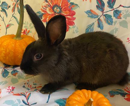 Adoptable bunnies at Rabbit Rescue Shelter