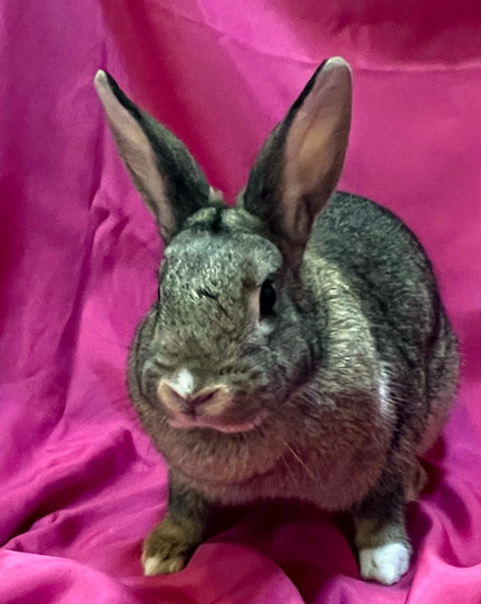 Adoptable bunnies at Rabbit Rescue Shelter