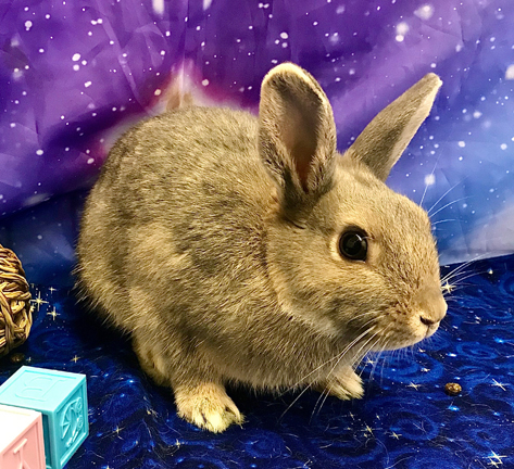 Adoptable bunnies at Rabbit Rescue Shelter