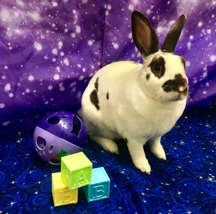 Adoptable bunnies at Rabbit Rescue Shelter