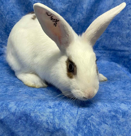 Adoptable bunnies at Rabbit Rescue Shelter
