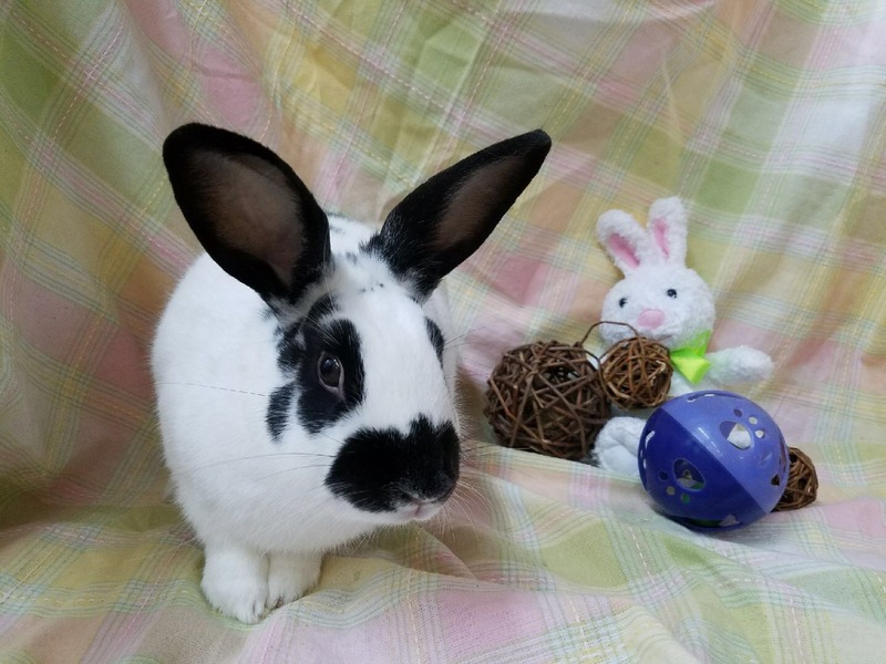 Adoptable bunnies at Rabbit Rescue Shelter