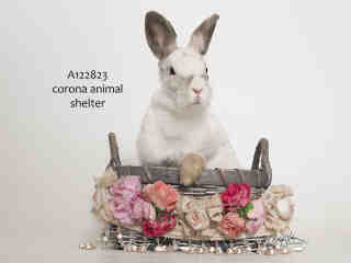 Adoptable bunnies at Rabbit Rescue Shelter