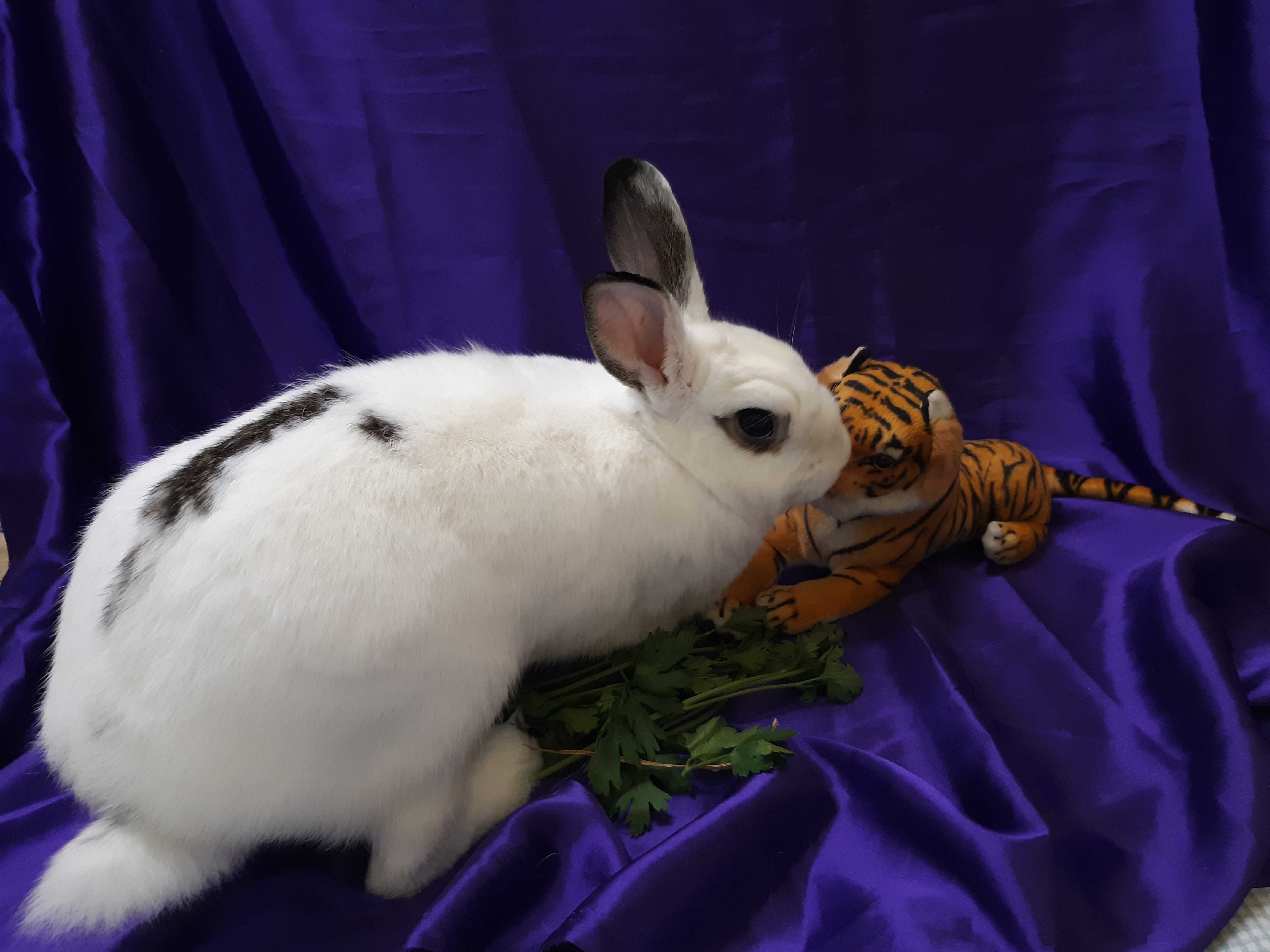 Rabbit Rescue Shelter, Los Angeles - bunny adoption, boarding and ...