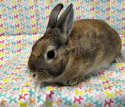 Adoptable bunnies at Rabbit Rescue Shelter