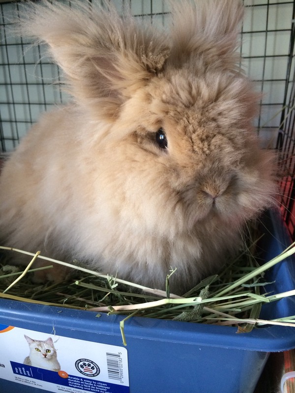 Adoptable bunnies at Rabbit Rescue Shelter