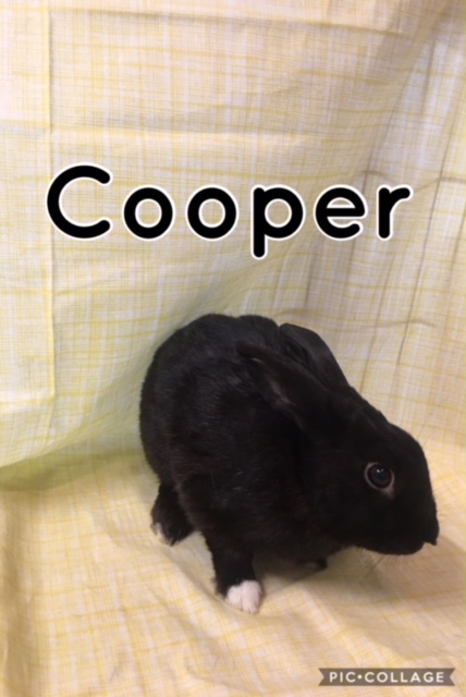 Adoptable bunnies at Rabbit Rescue Shelter