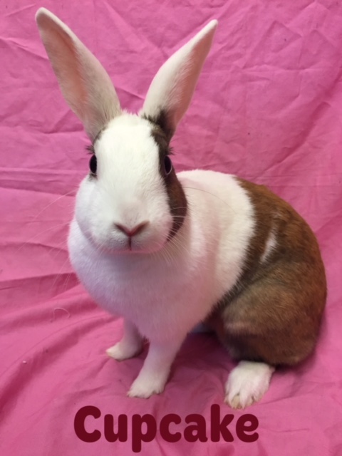 Adoptable bunnies at Rabbit Rescue Shelter