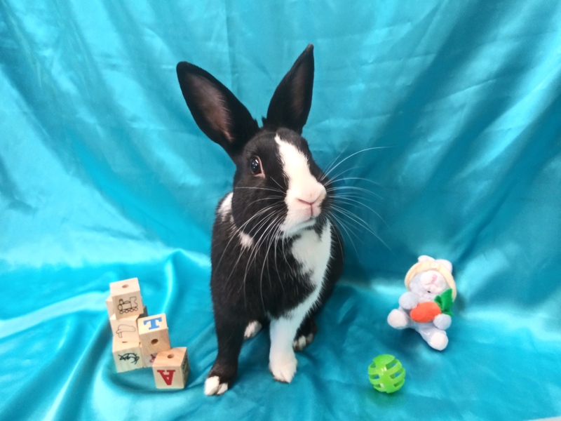 Adoptable bunnies at Rabbit Rescue Shelter