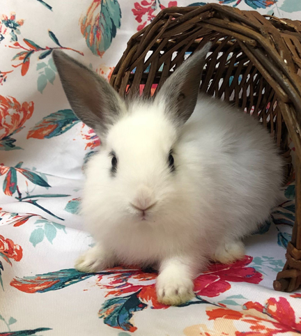 Adoptable bunnies at Rabbit Rescue Shelter