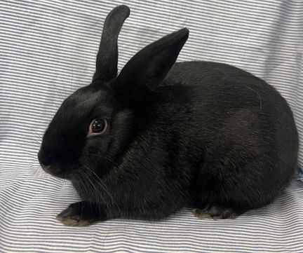 Adoptable bunnies at Rabbit Rescue Shelter
