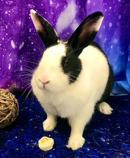 Adoptable bunnies at Rabbit Rescue Shelter