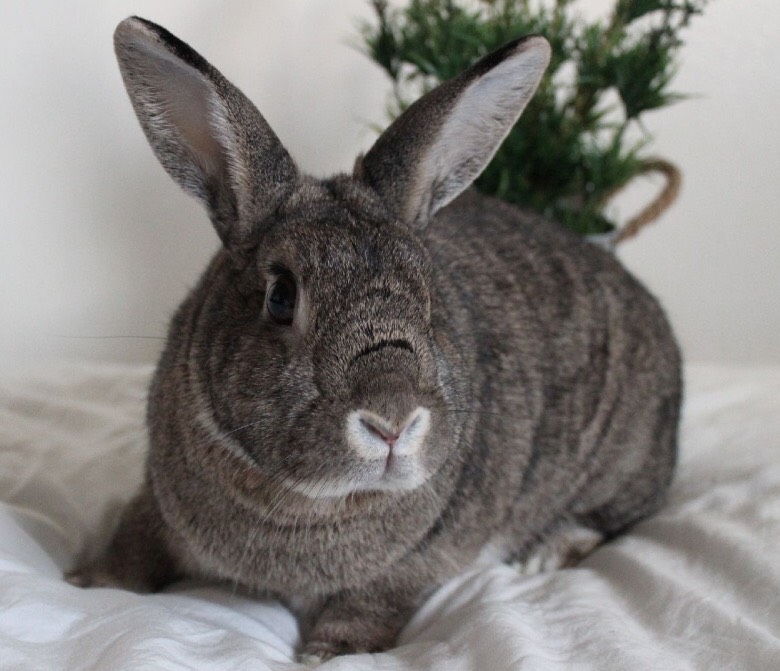 Adoptable bunnies at Rabbit Rescue Shelter