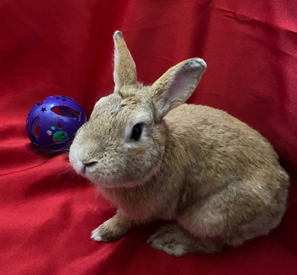 Adoptable bunnies at Rabbit Rescue Shelter
