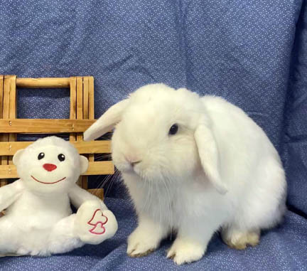 Adoptable bunnies at Rabbit Rescue Shelter