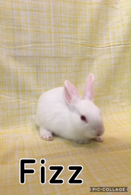 Adoptable bunnies at Rabbit Rescue Shelter
