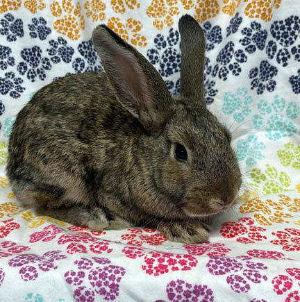 Adoptable bunnies at Rabbit Rescue Shelter