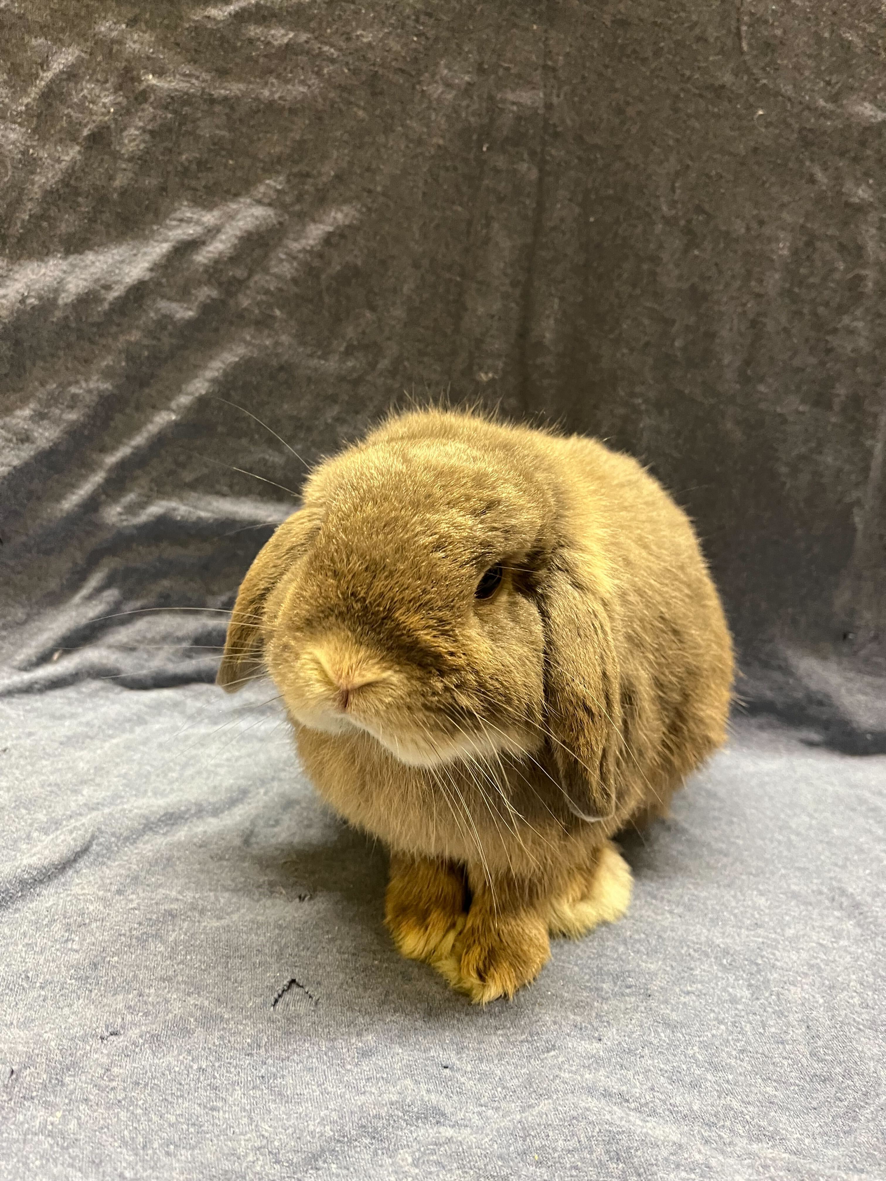 Adoptable bunnies at Rabbit Rescue Shelter