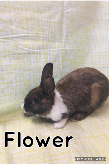 Adoptable bunnies at Rabbit Rescue Shelter
