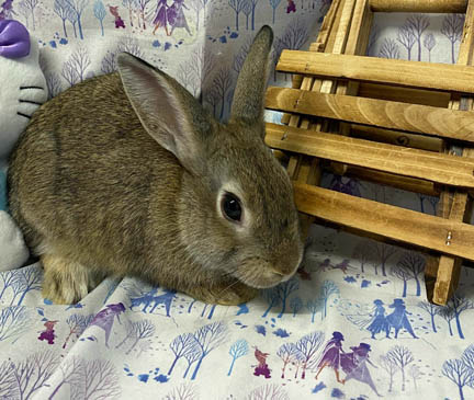 Adoptable bunnies at Rabbit Rescue Shelter