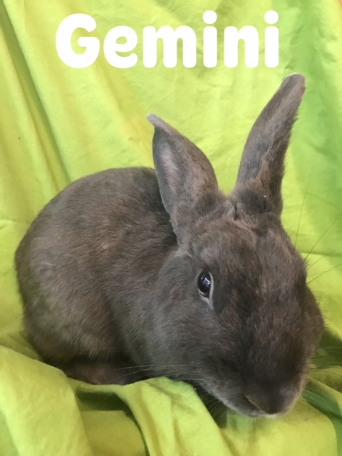 Adoptable bunnies at Rabbit Rescue Shelter