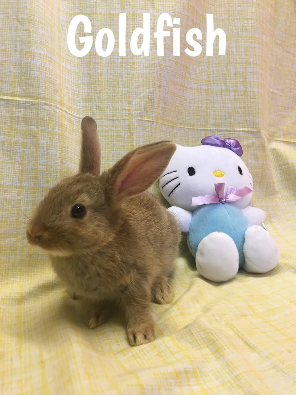 Adoptable bunnies at Rabbit Rescue Shelter