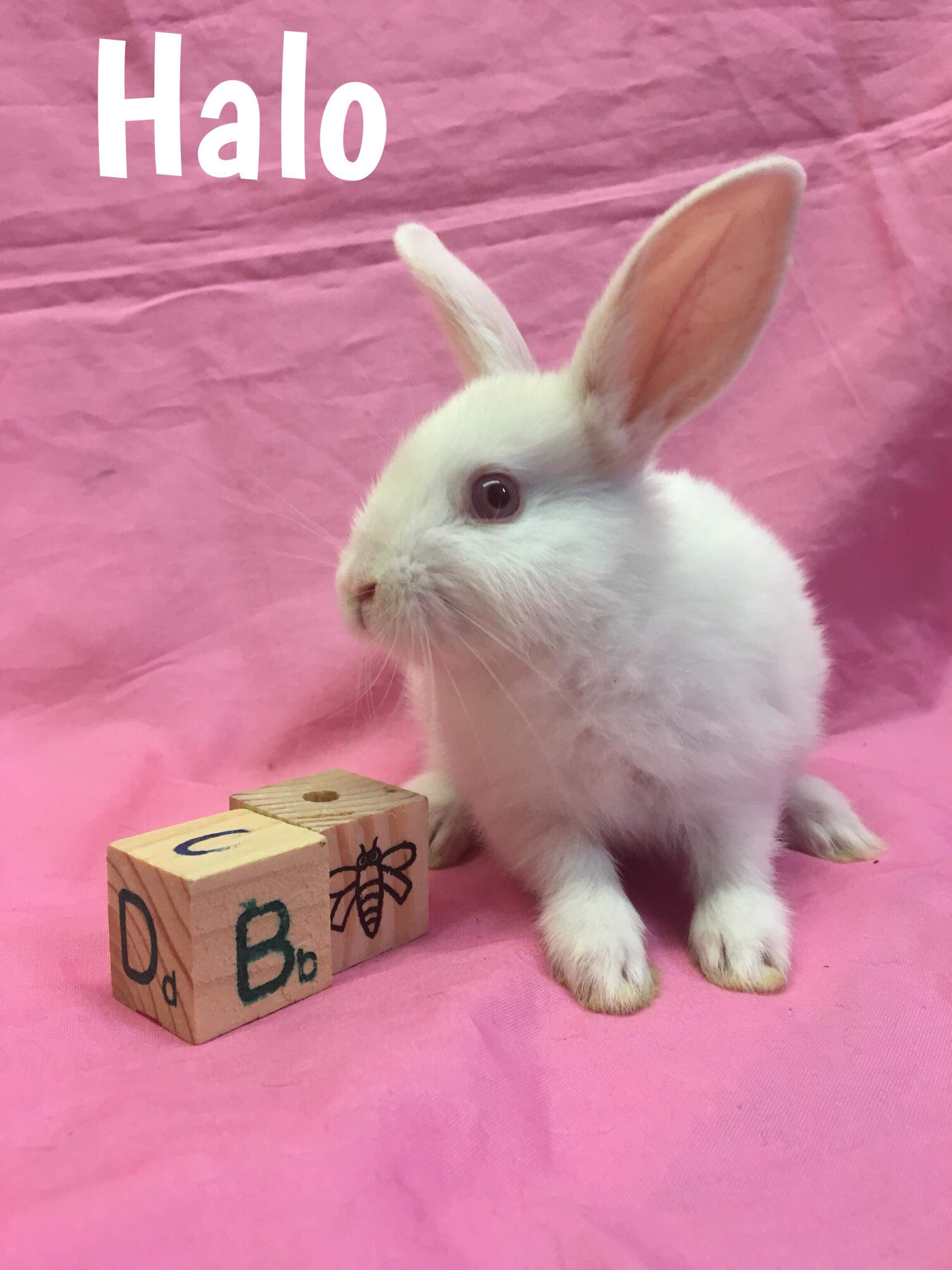 Adoptable bunnies at Rabbit Rescue Shelter