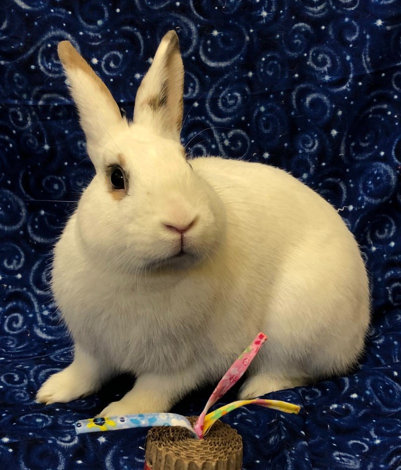 Adoptable bunnies at Rabbit Rescue Shelter