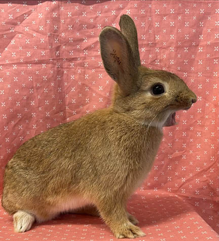 Adoptable bunnies at Rabbit Rescue Shelter
