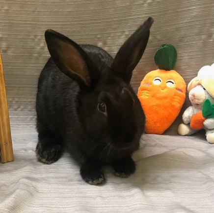 Adoptable bunnies at Rabbit Rescue Shelter